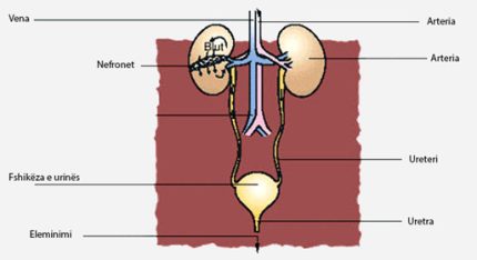 Infeksionet e rrugëve urinare | Spitali Gjerman