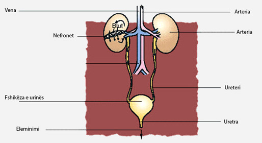 Infeksionet e rrugëve urinare | Spitali Gjerman